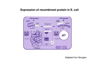 expression vectors.pdf