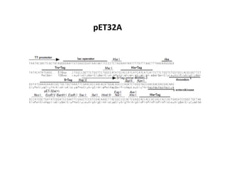expression vectors.pdf