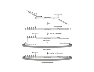expression vectors.pdf