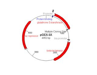 expression vectors.pdf