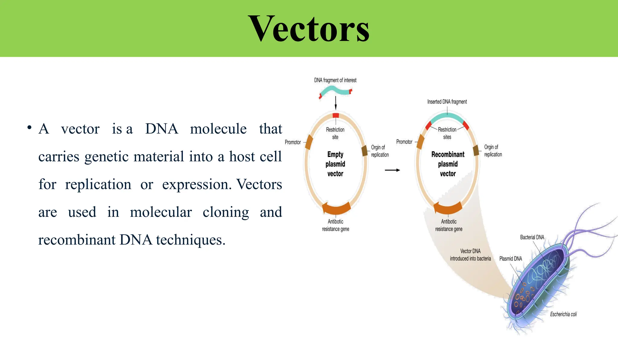Introduction to Expression vectors.pptx