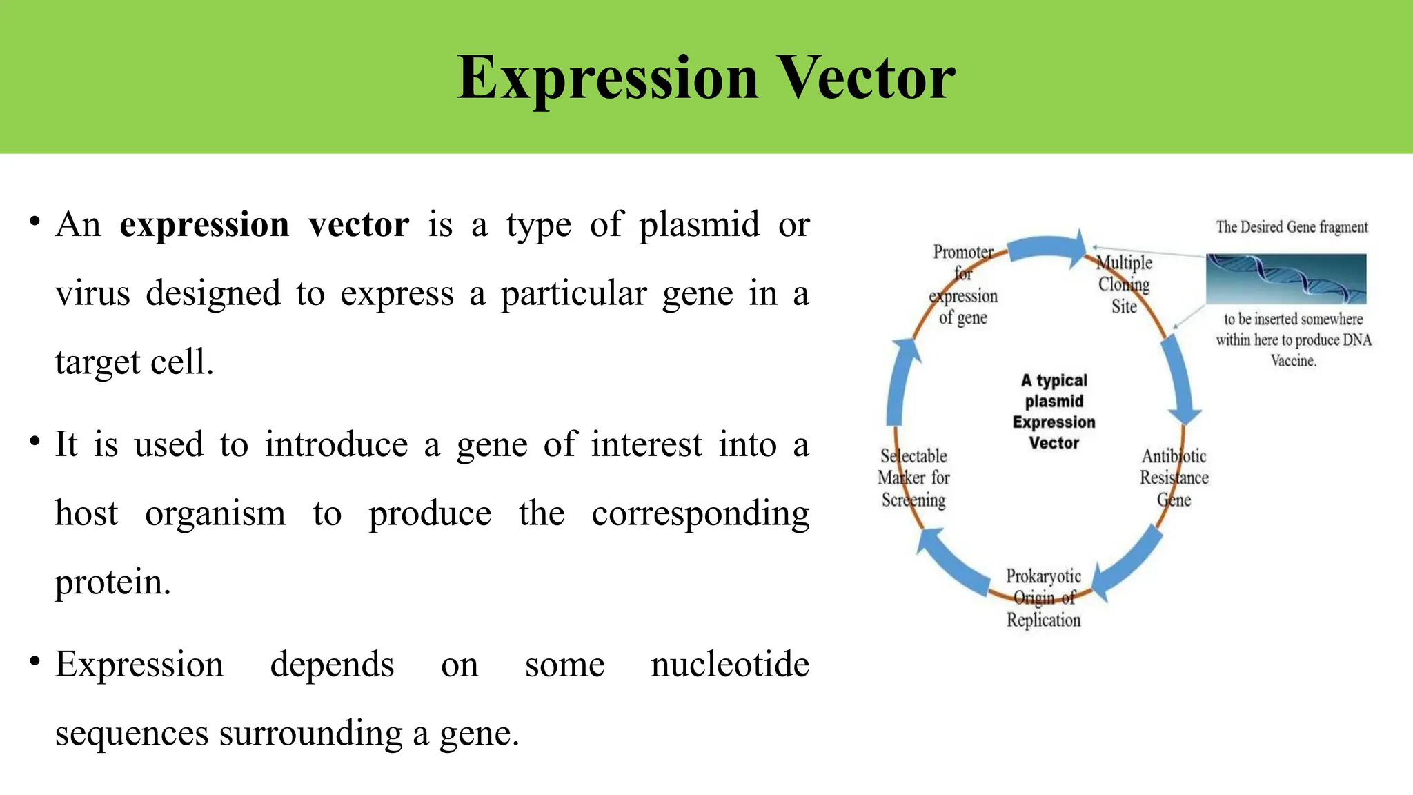 Introduction to Expression vectors.pptx