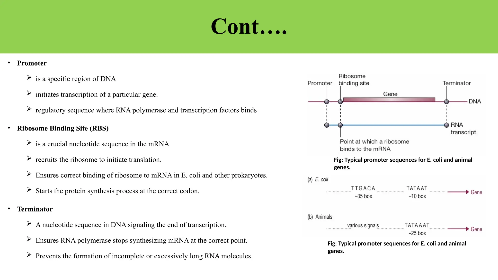 Introduction to Expression vectors.pptx