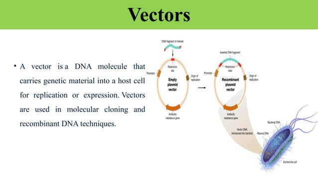 Introduction to Expression vectors.pptx