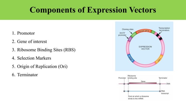 Introduction to Expression vectors.pptx