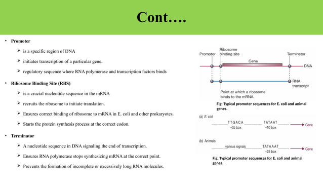 Introduction to Expression vectors.pptx