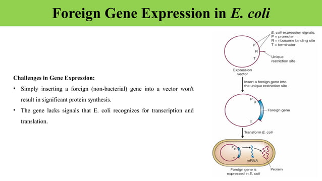Introduction to Expression vectors.pptx