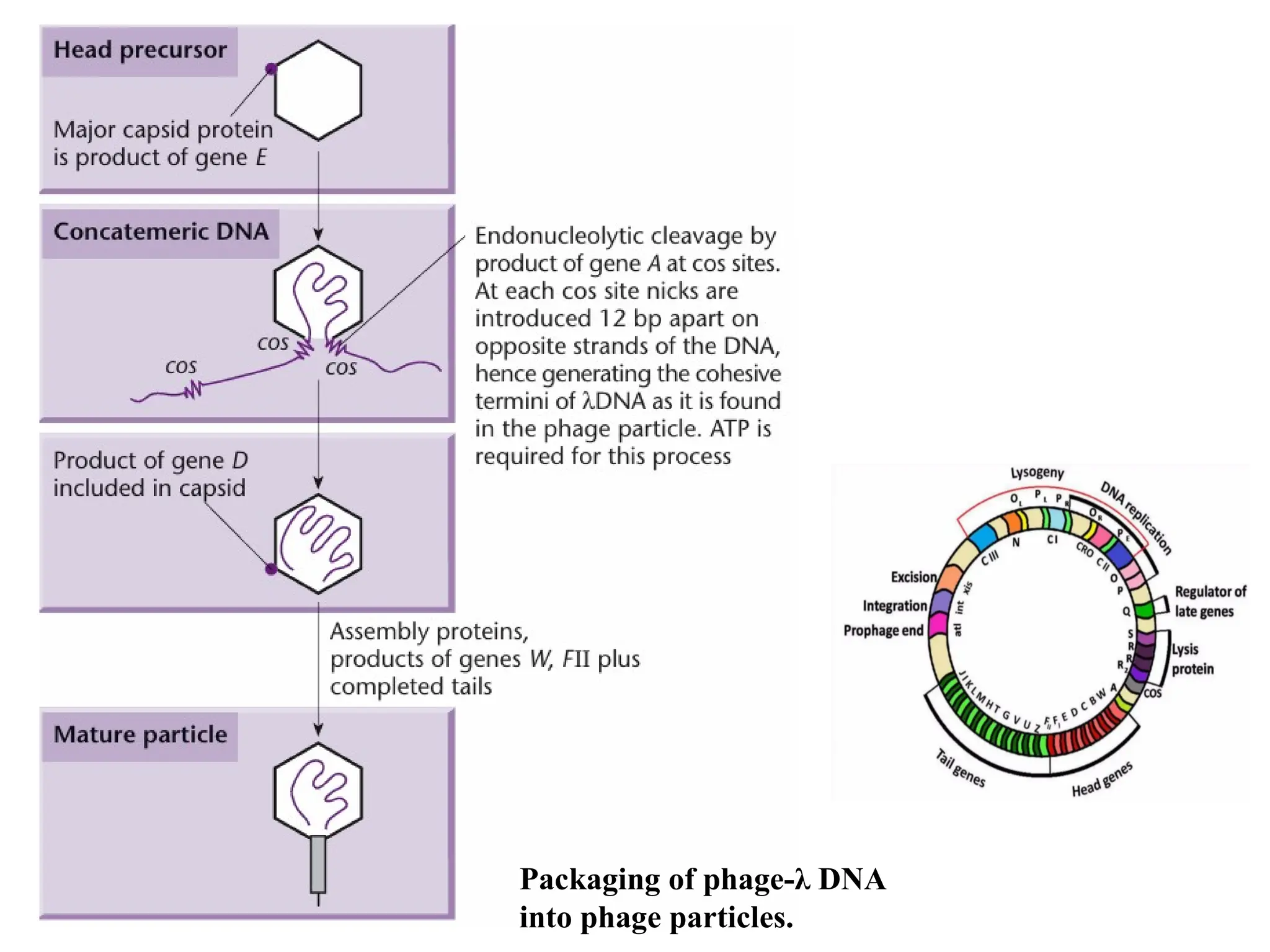 EXPRESSION VECTORS and bacteriophage vectors.pptx
