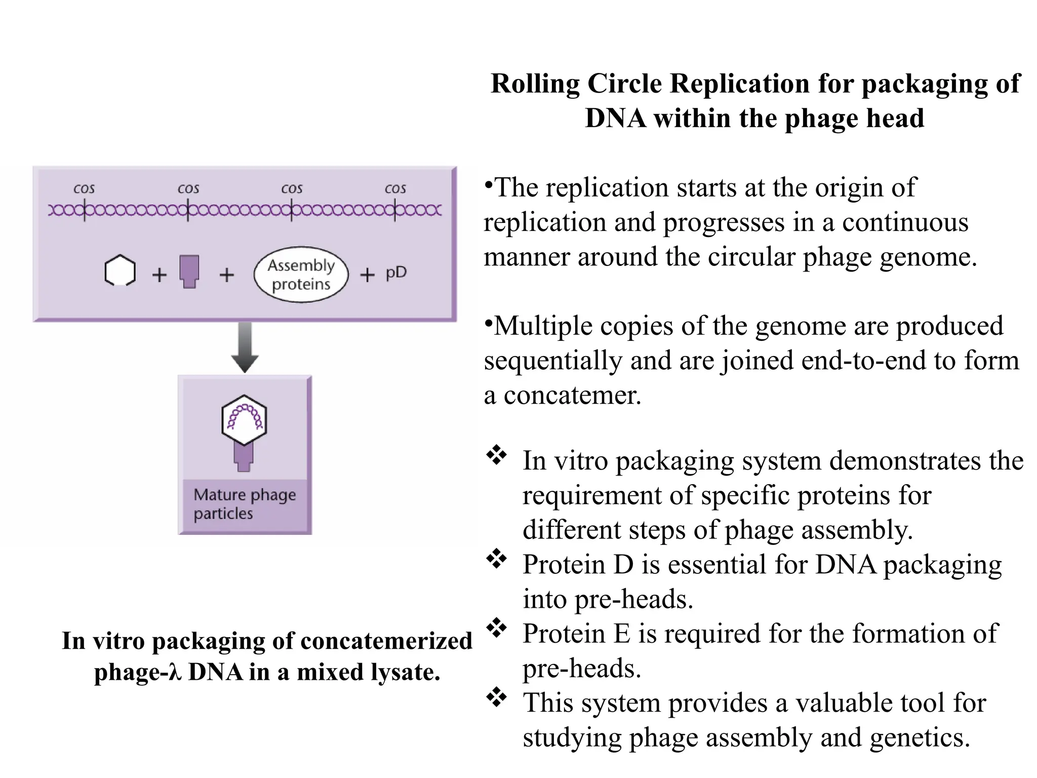 EXPRESSION VECTORS and bacteriophage vectors.pptx