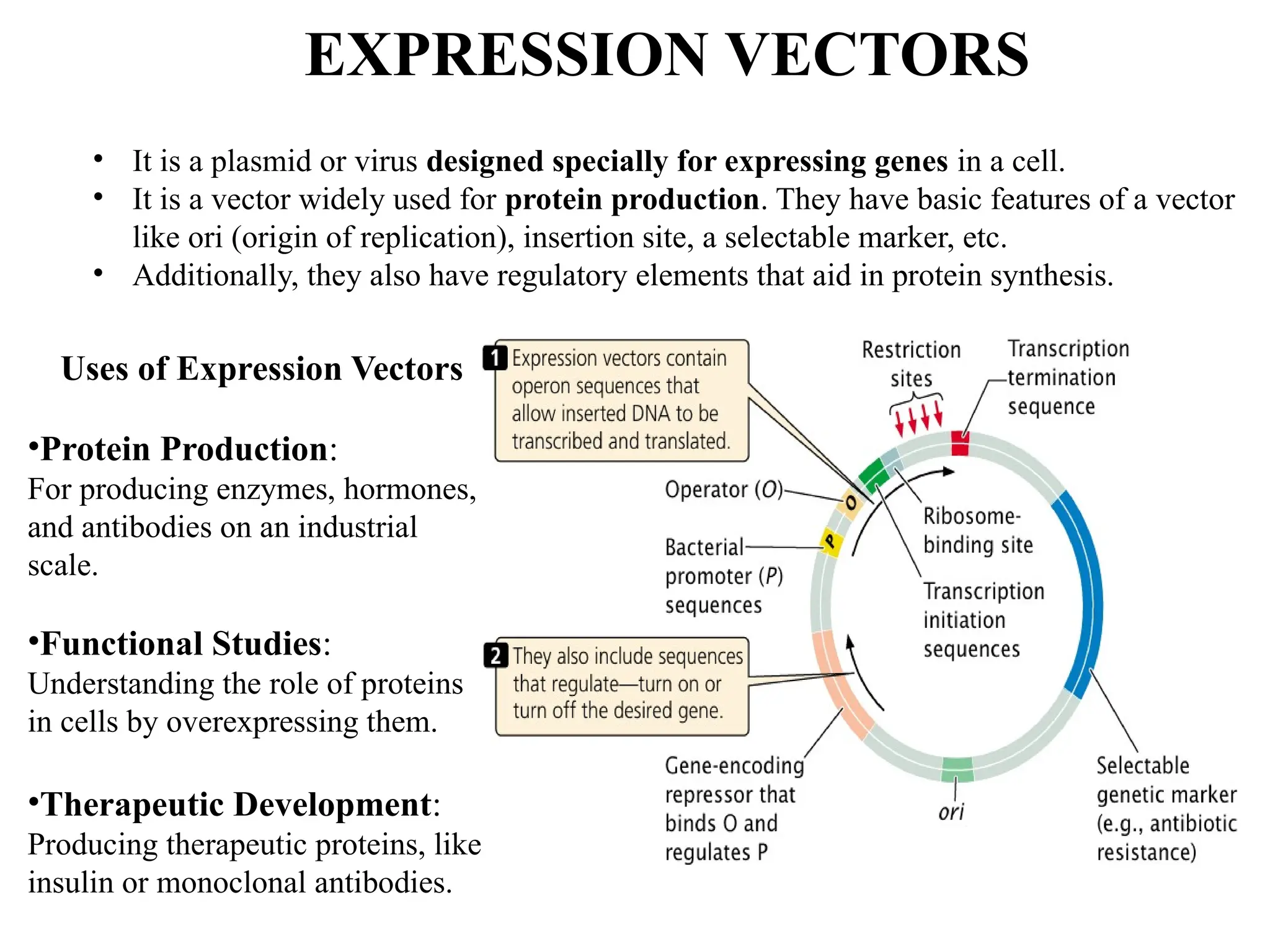 EXPRESSION VECTORS and bacteriophage vectors.pptx