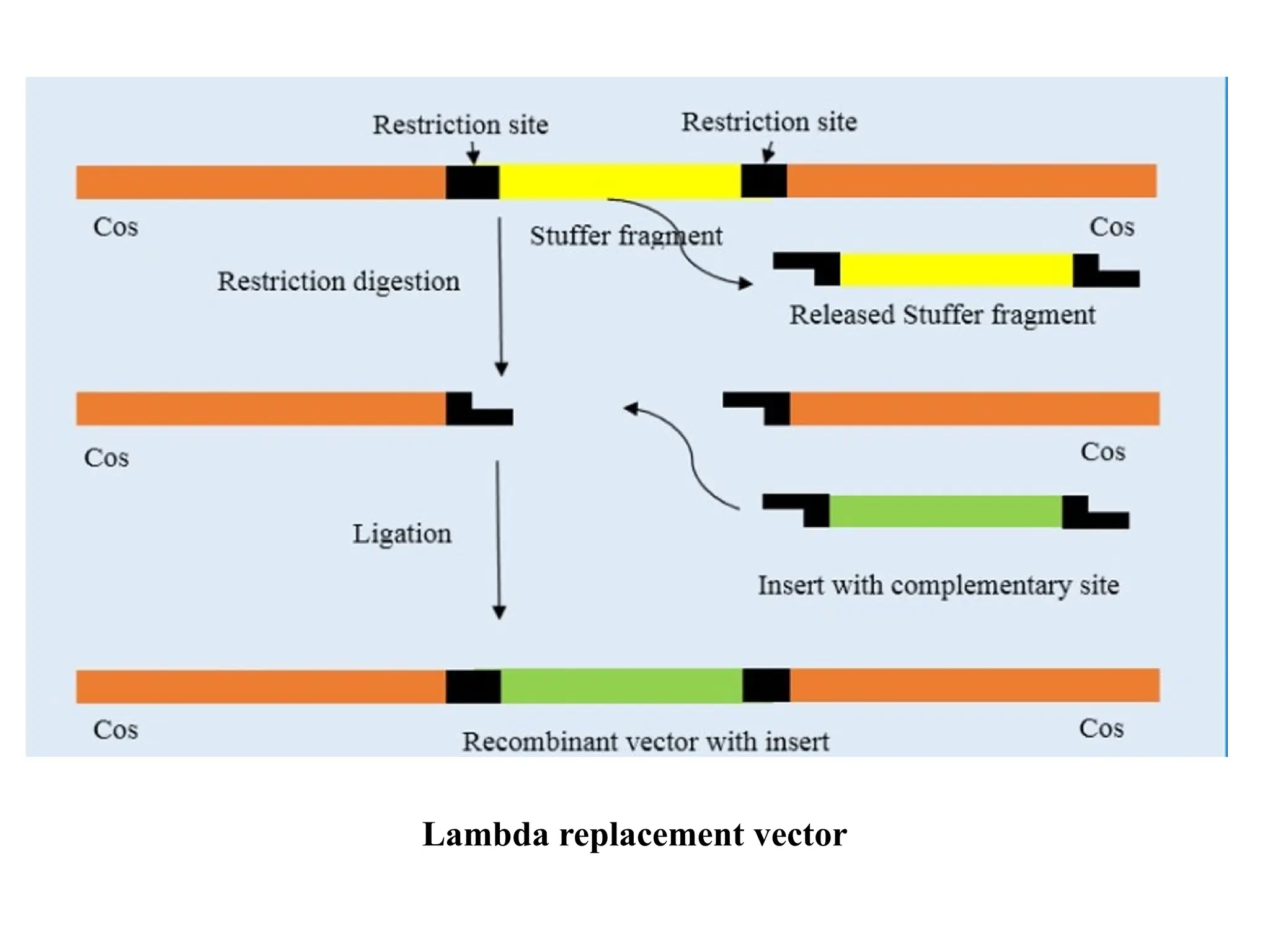 EXPRESSION VECTORS and bacteriophage vectors.pptx