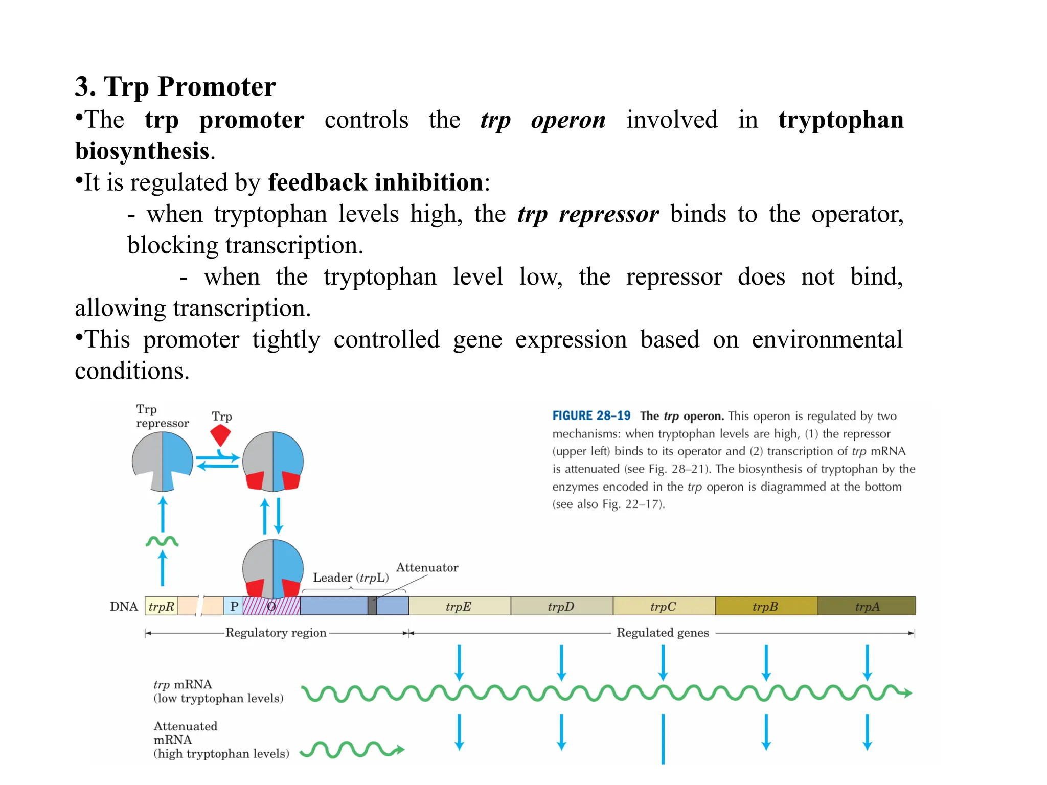 EXPRESSION VECTORS and bacteriophage vectors.pptx
