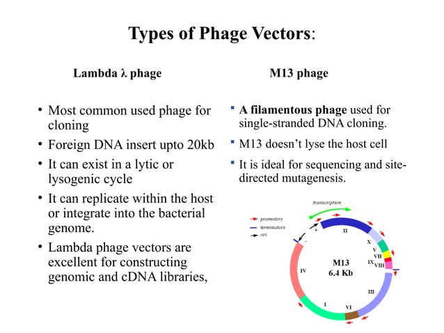 EXPRESSION VECTORS and bacteriophage vectors.pptx