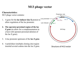 EXPRESSION VECTORS and bacteriophage vectors.pptx