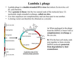 EXPRESSION VECTORS and bacteriophage vectors.pptx