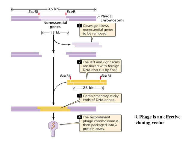 EXPRESSION VECTORS and bacteriophage vectors.pptx