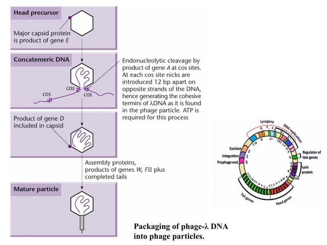 EXPRESSION VECTORS and bacteriophage vectors.pptx