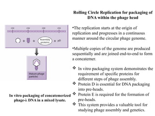 EXPRESSION VECTORS and bacteriophage vectors.pptx