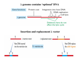 EXPRESSION VECTORS and bacteriophage vectors.pptx