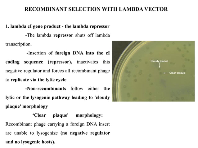 EXPRESSION VECTORS and bacteriophage vectors.pptx