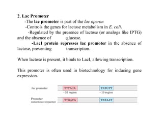 EXPRESSION VECTORS and bacteriophage vectors.pptx