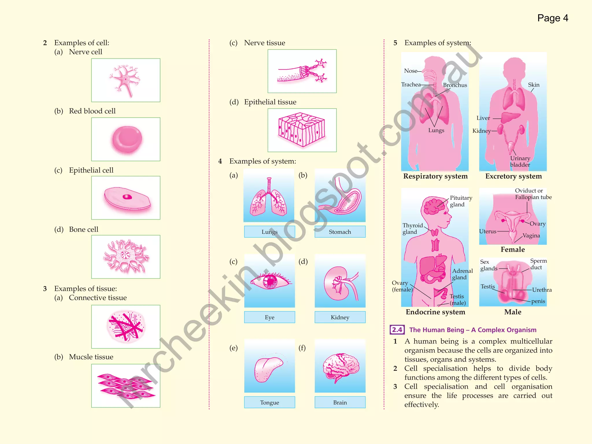 Express Notes Science Form 1 | PDF