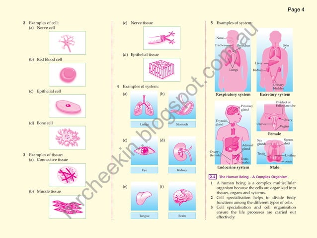 Express Notes Science Form 1 | PDF | Biological Sciences | Science