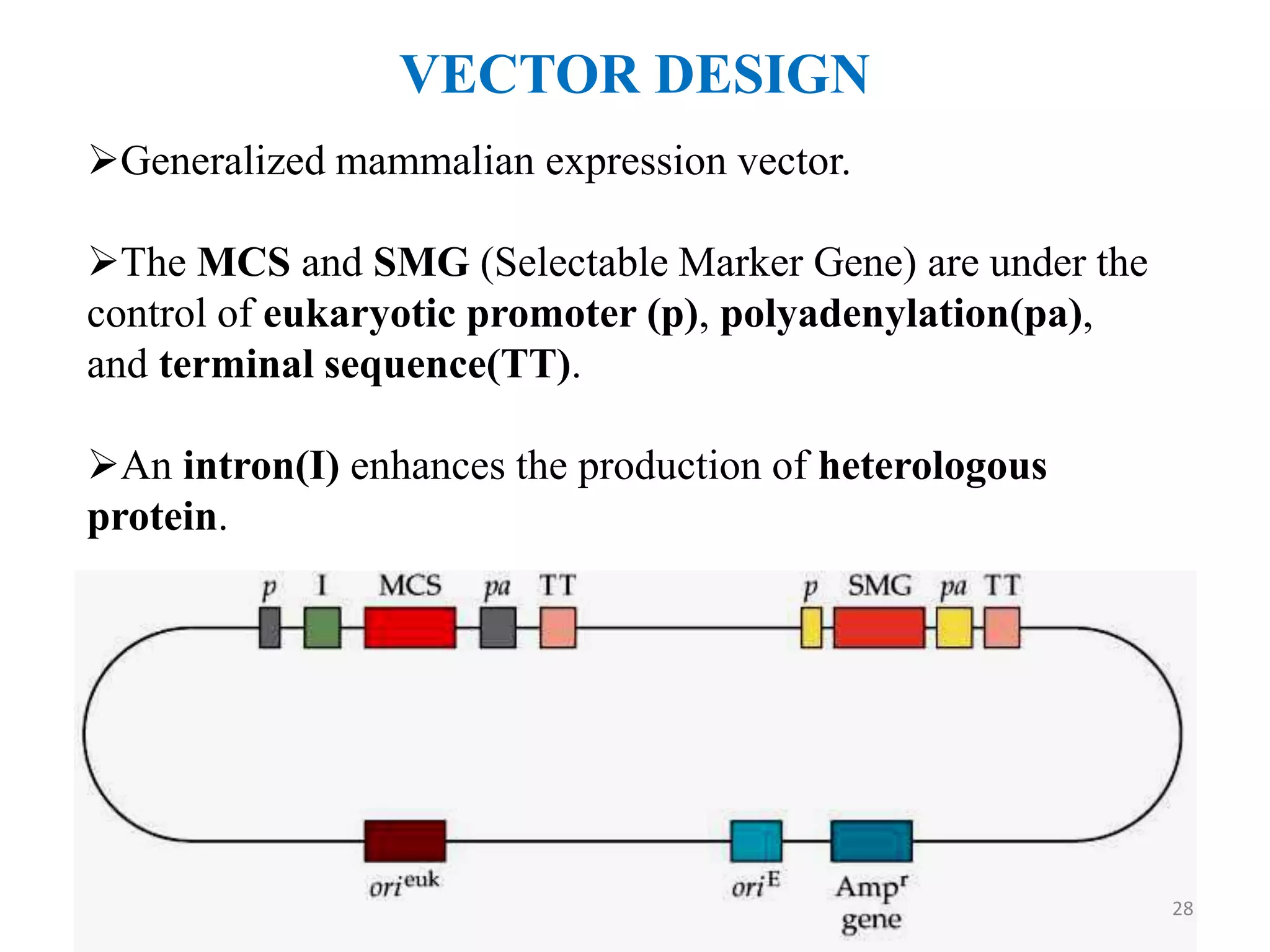 Exprssion vector | PPTX