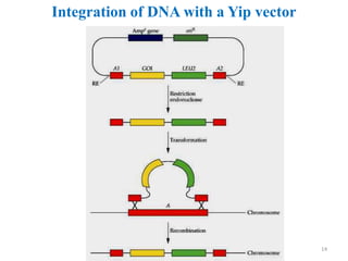 Exprssion vector | PPTX
