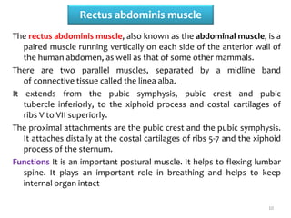 Expt. 4 DRC of acetylcholine using frog rectus abdominis muscle | PPTX