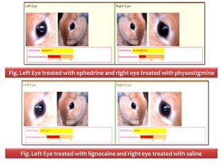 Expt. 3 Study of mydriatic and miotic effects on rabbit eye. | PDF