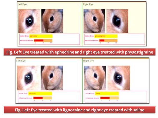 Expt. 3 Study of mydriatic and miotic effects on rabbit eye. | PDF