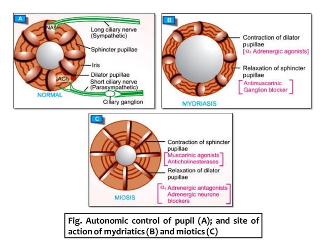 Expt. 3 Study of mydriatic and miotic effects on rabbit eye. | PDF