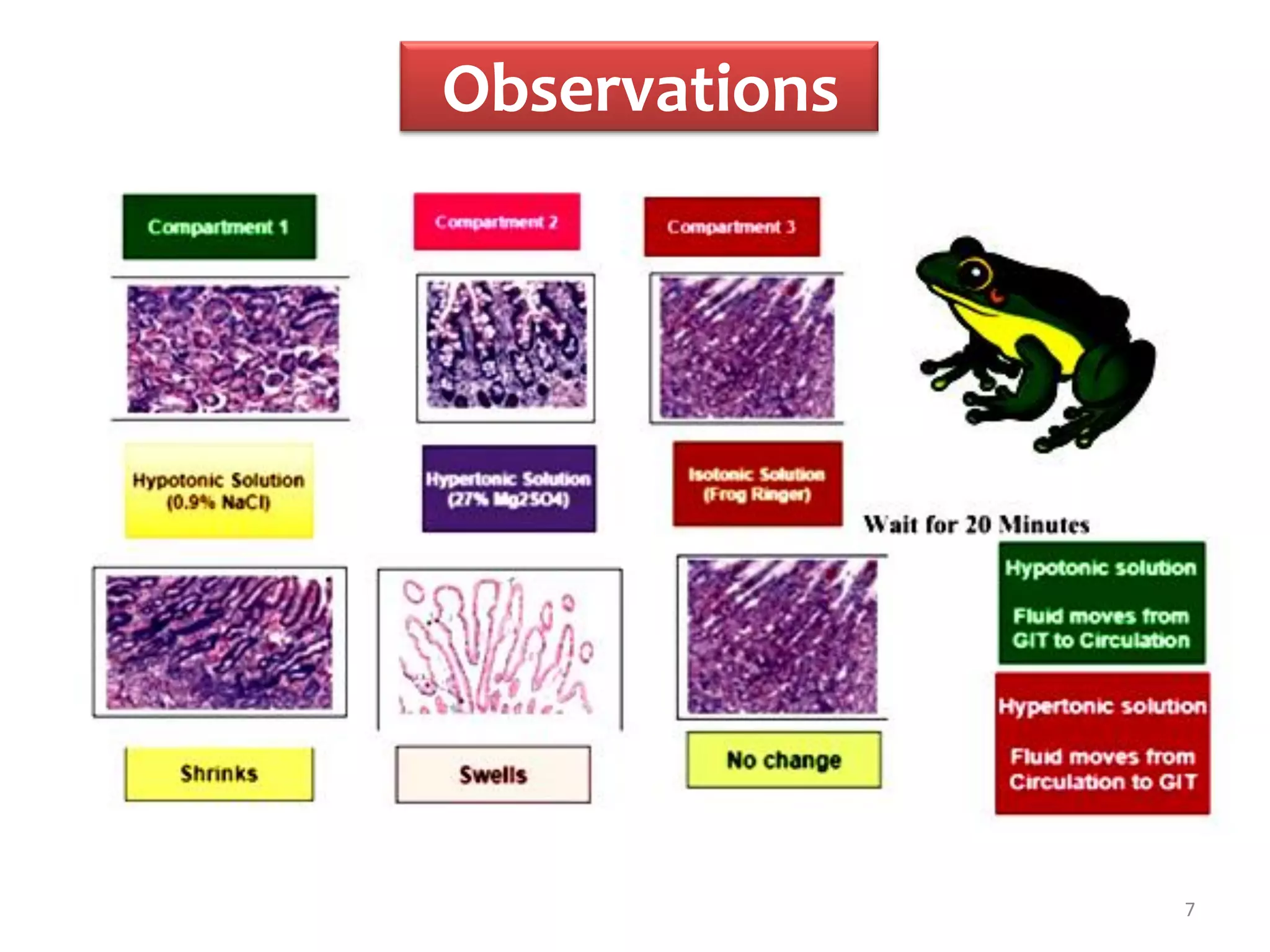 Expt. 7 Effect of saline purgative on frog intestine | PDF