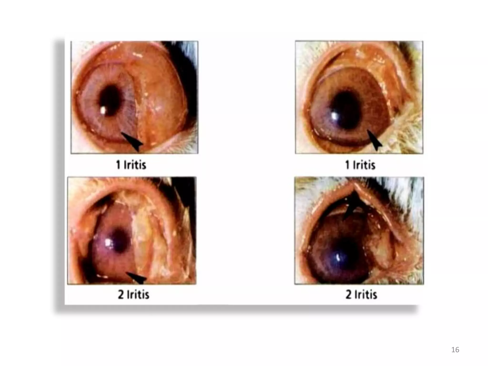 Expt. 11 Determination of acute eye irritation corrosion of a test ...