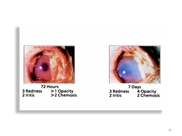 Expt. 11 Determination of acute eye irritation corrosion of a test ...