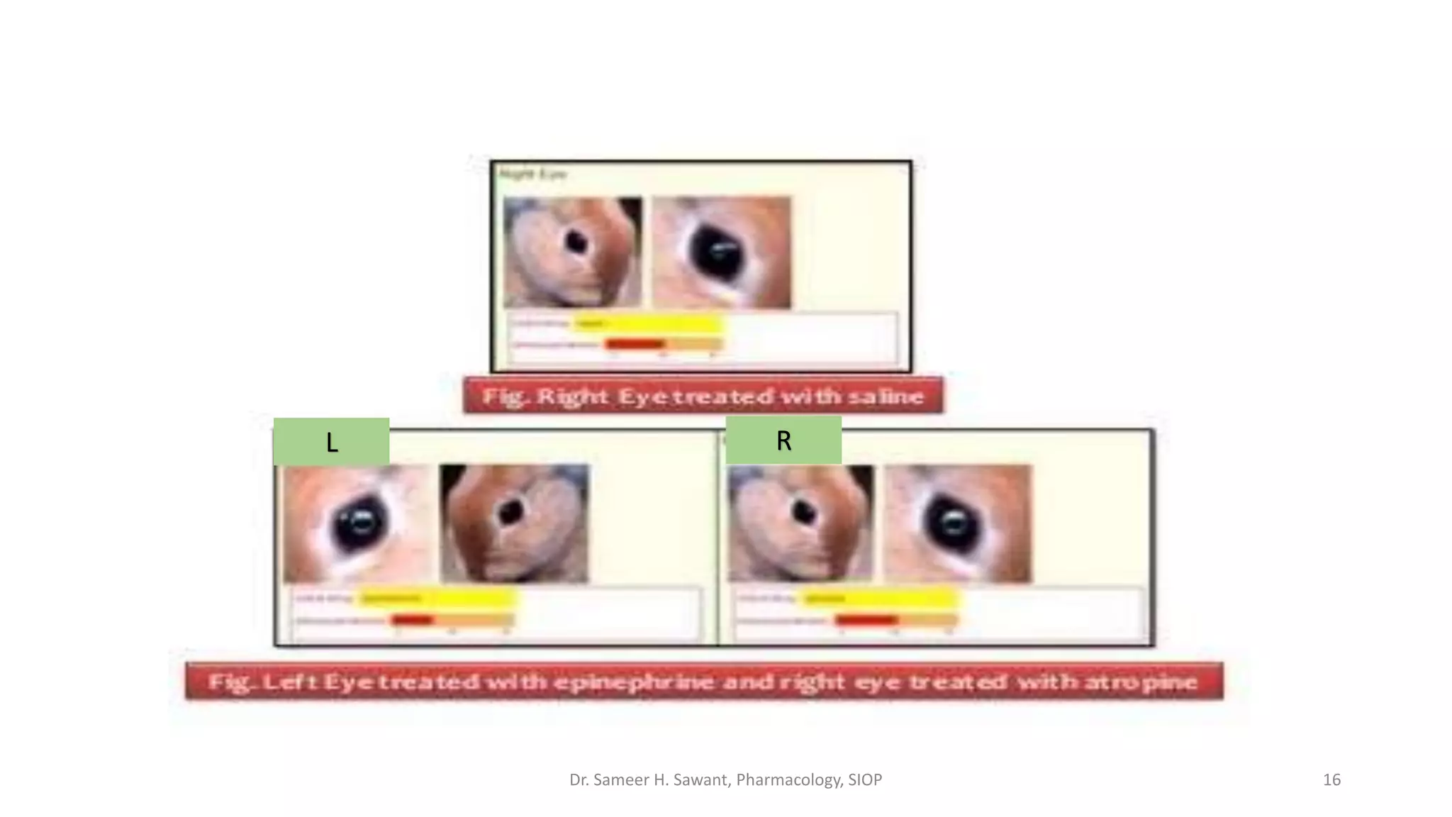 Study of Mydriatic and Miotic effect on rabbit eye | PPTX