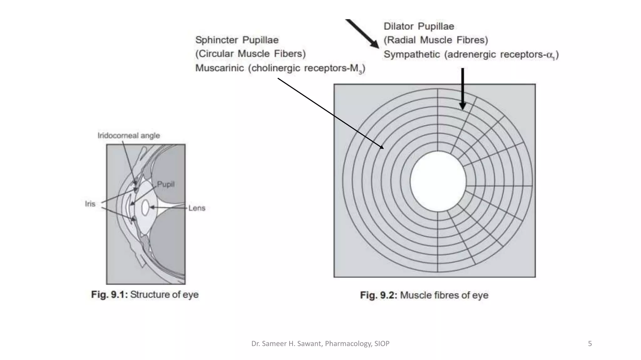 Study of Mydriatic and Miotic effect on rabbit eye | PPTX