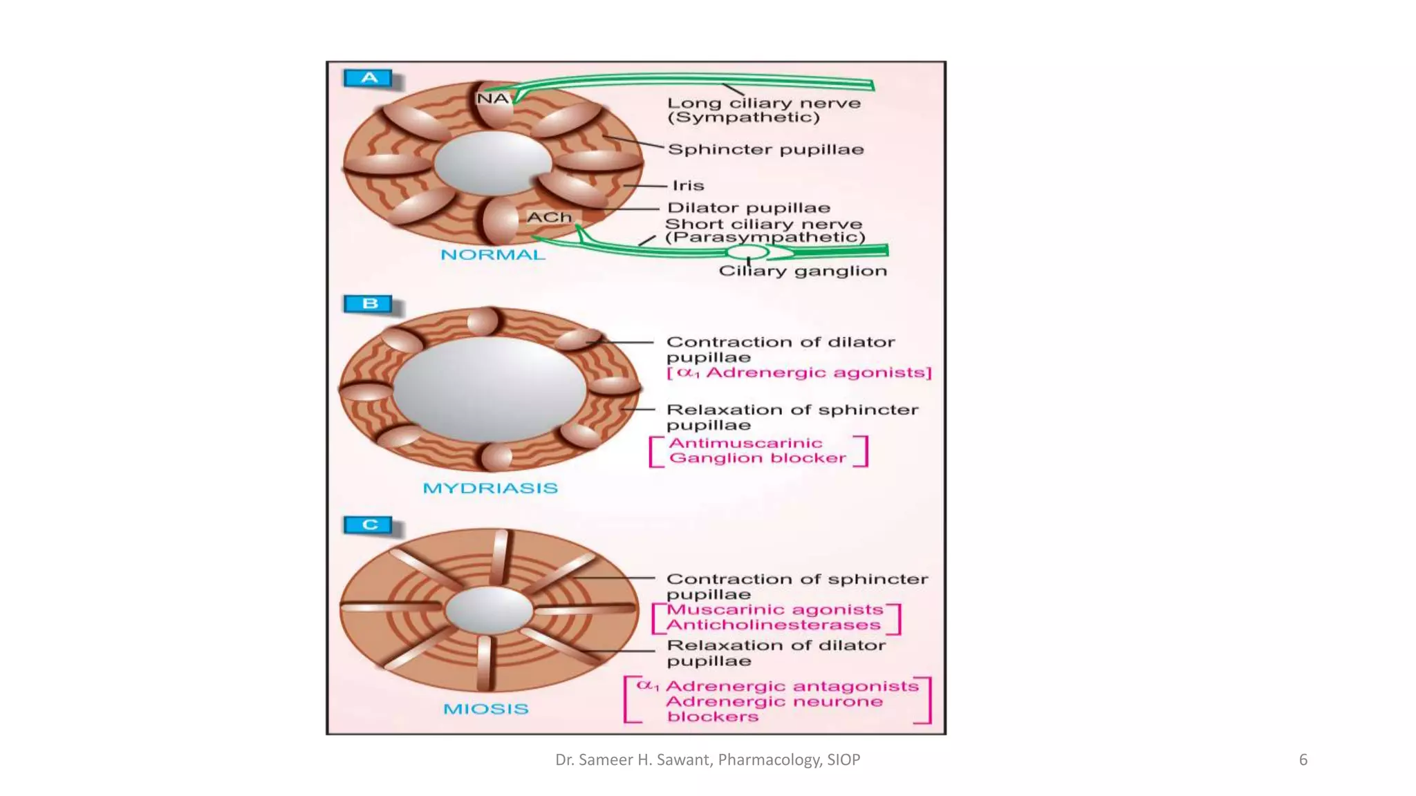 Expt.16 Study of Mydriatic and Miotic effects on rabbit.pptx