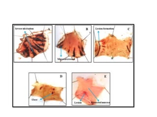 Expt 3- Antiulcer activity by pyloric ligation method.pdf