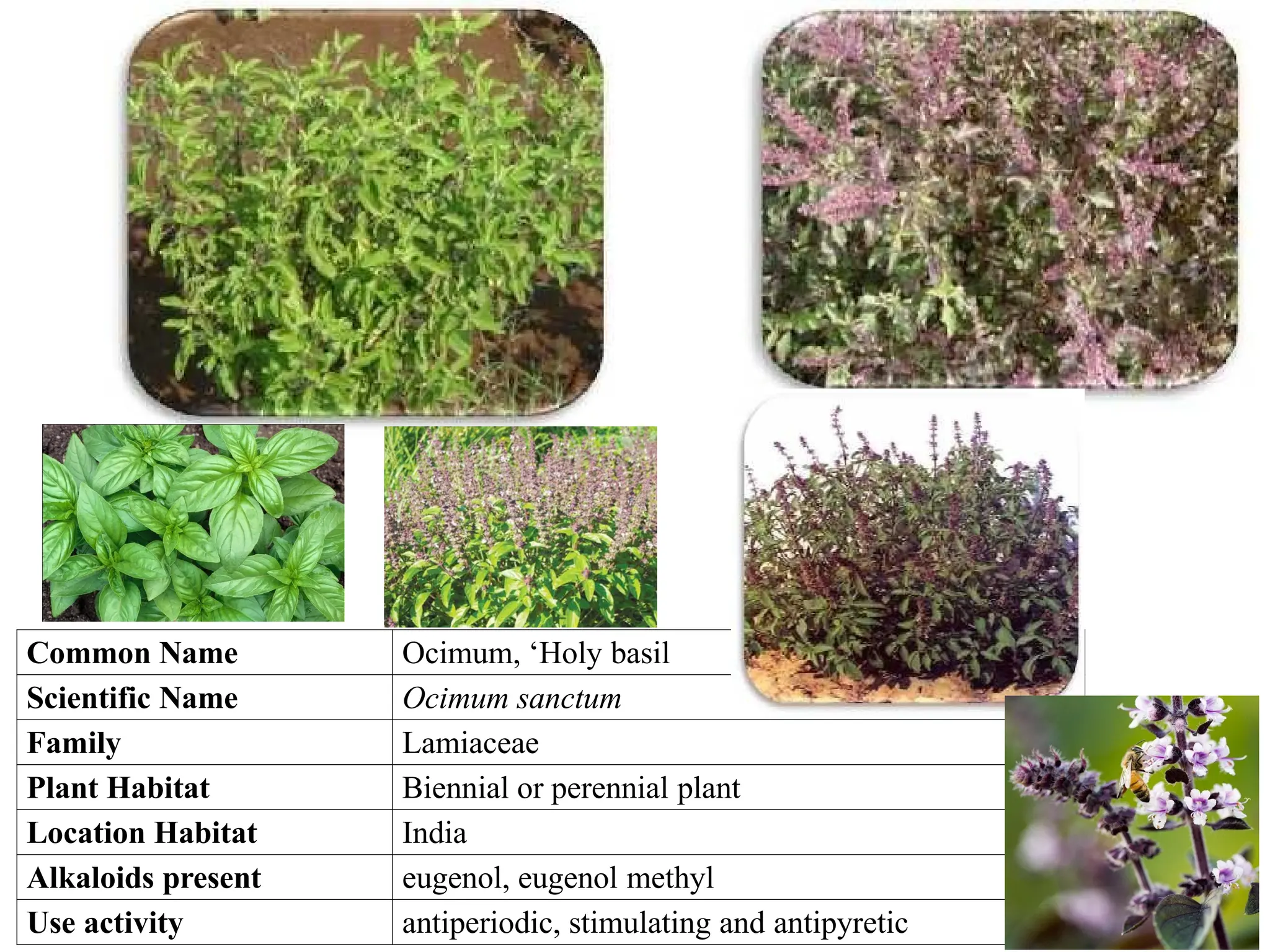 Identification and description of aromatic plants | PPTX