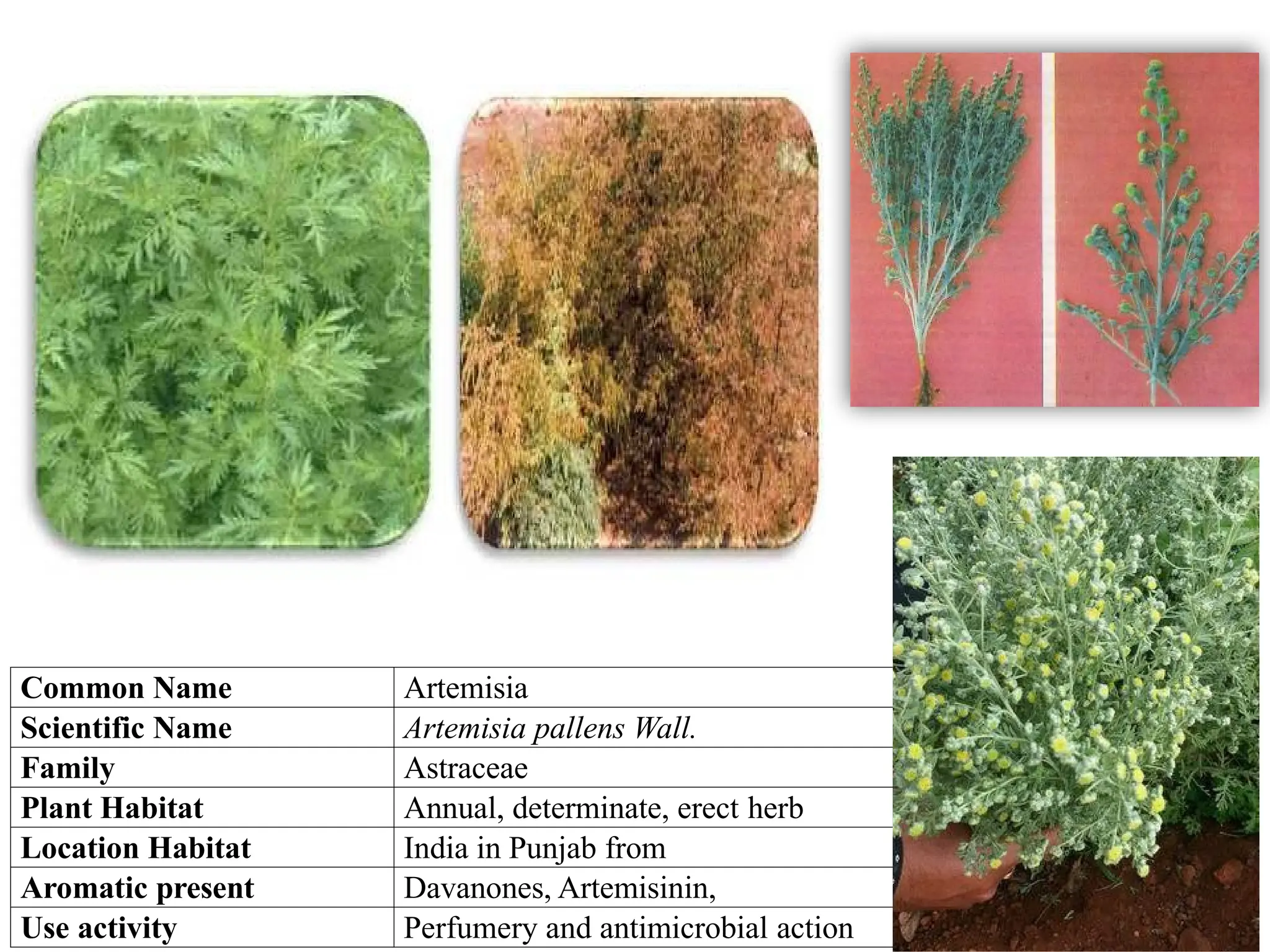 Identification and description of aromatic plants | PPTX