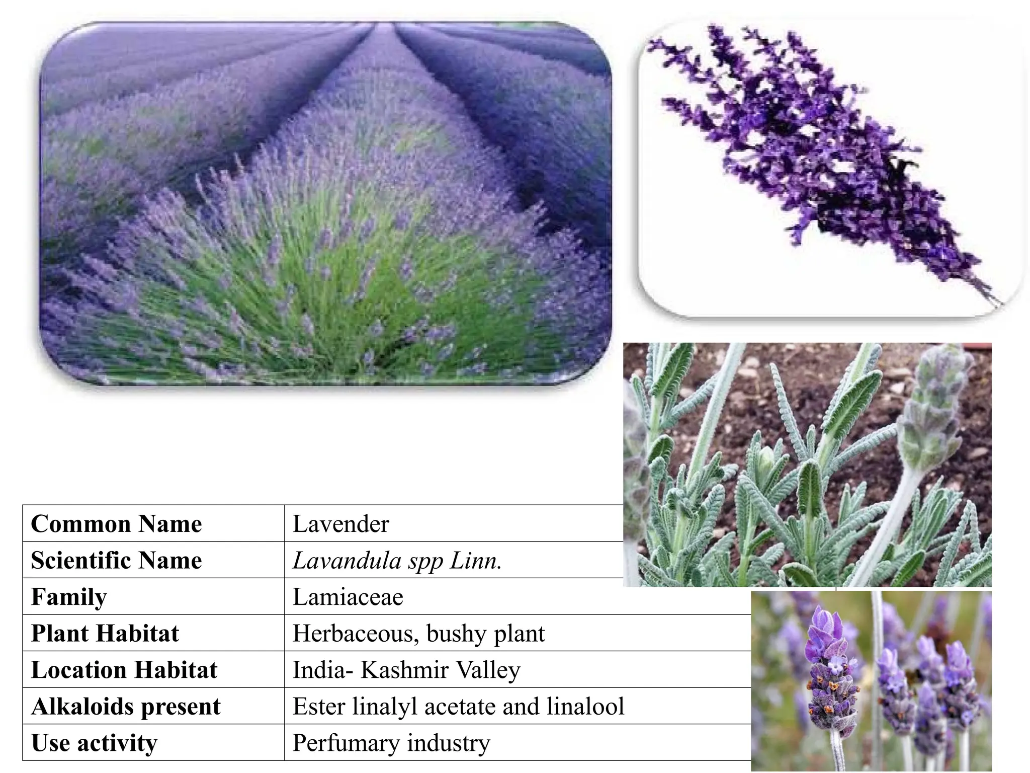 Identification and description of aromatic plants | PPTX