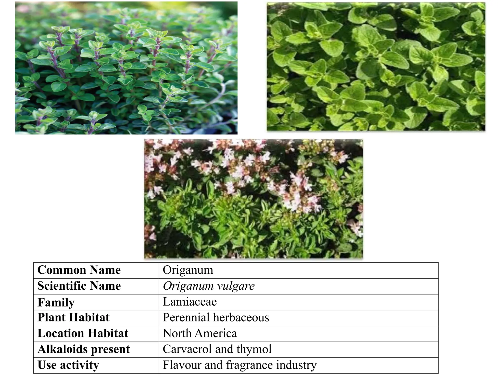Identification and description of aromatic plants | PPTX