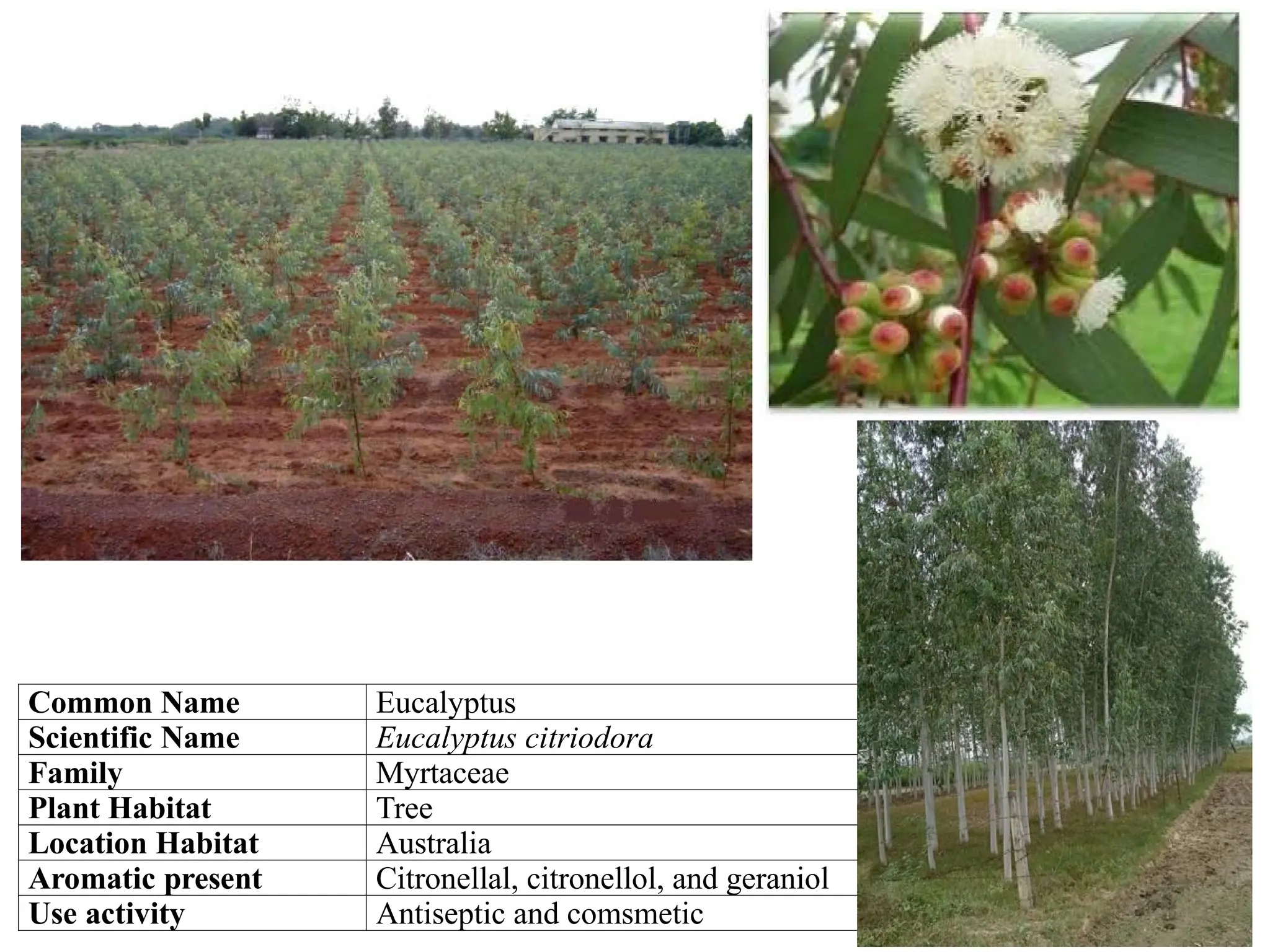 Identification and description of aromatic plants | PPTX