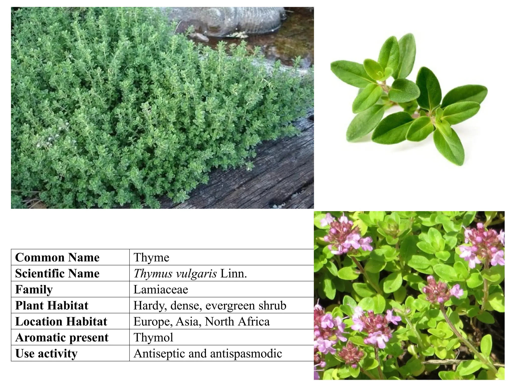Identification and description of aromatic plants | PPTX