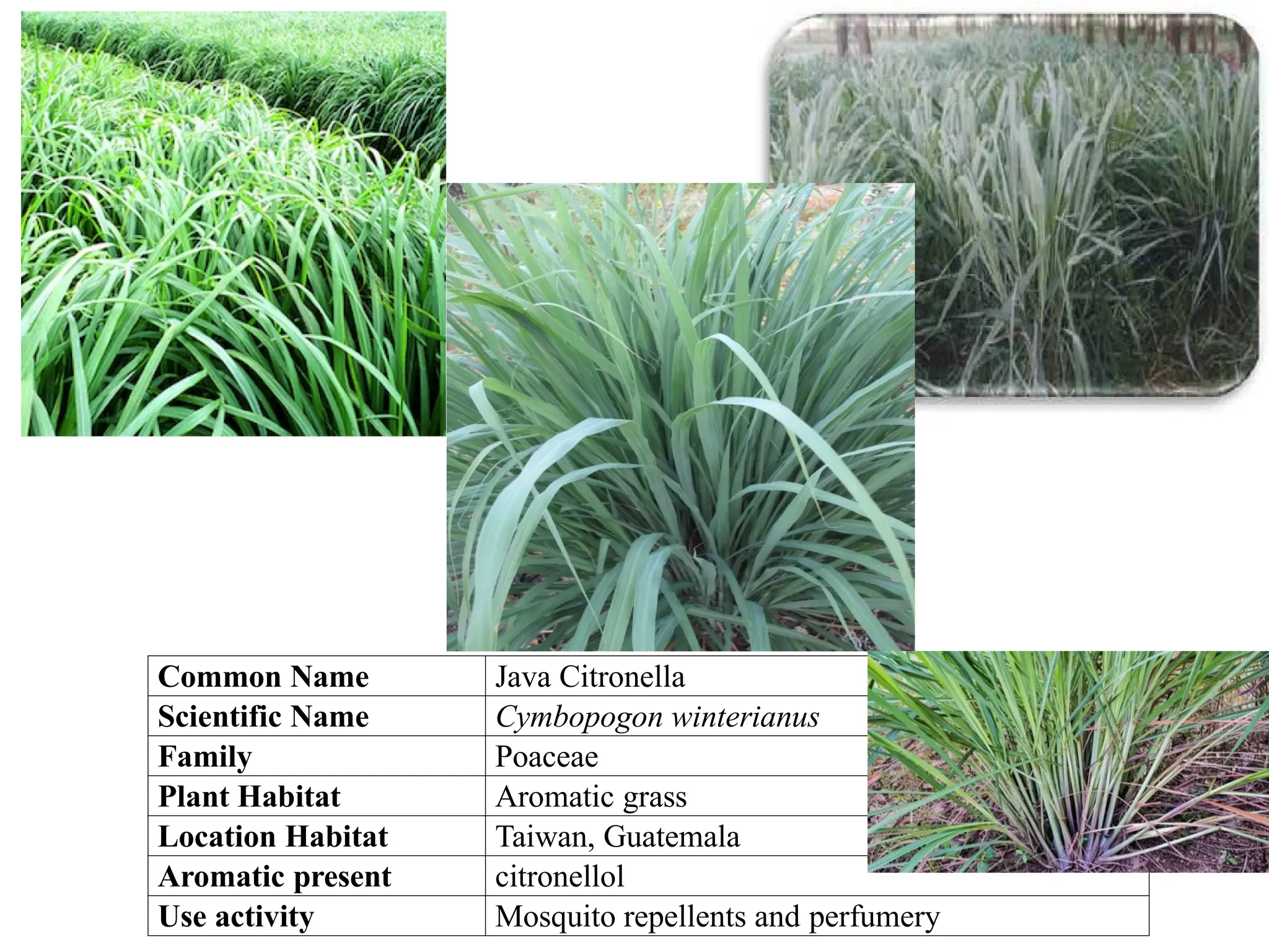 Identification and description of aromatic plants | PPTX