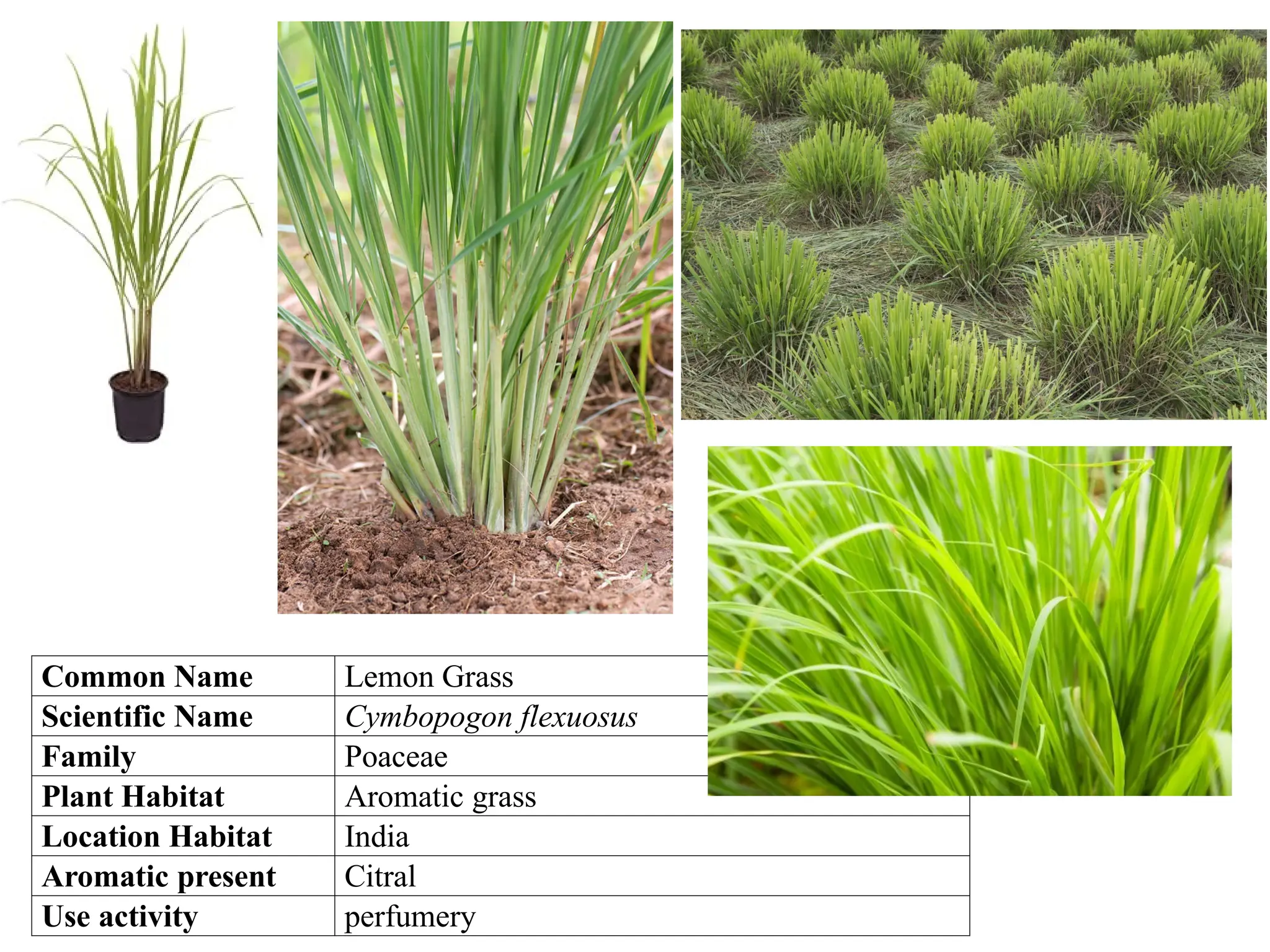 Identification and description of aromatic plants | PPTX