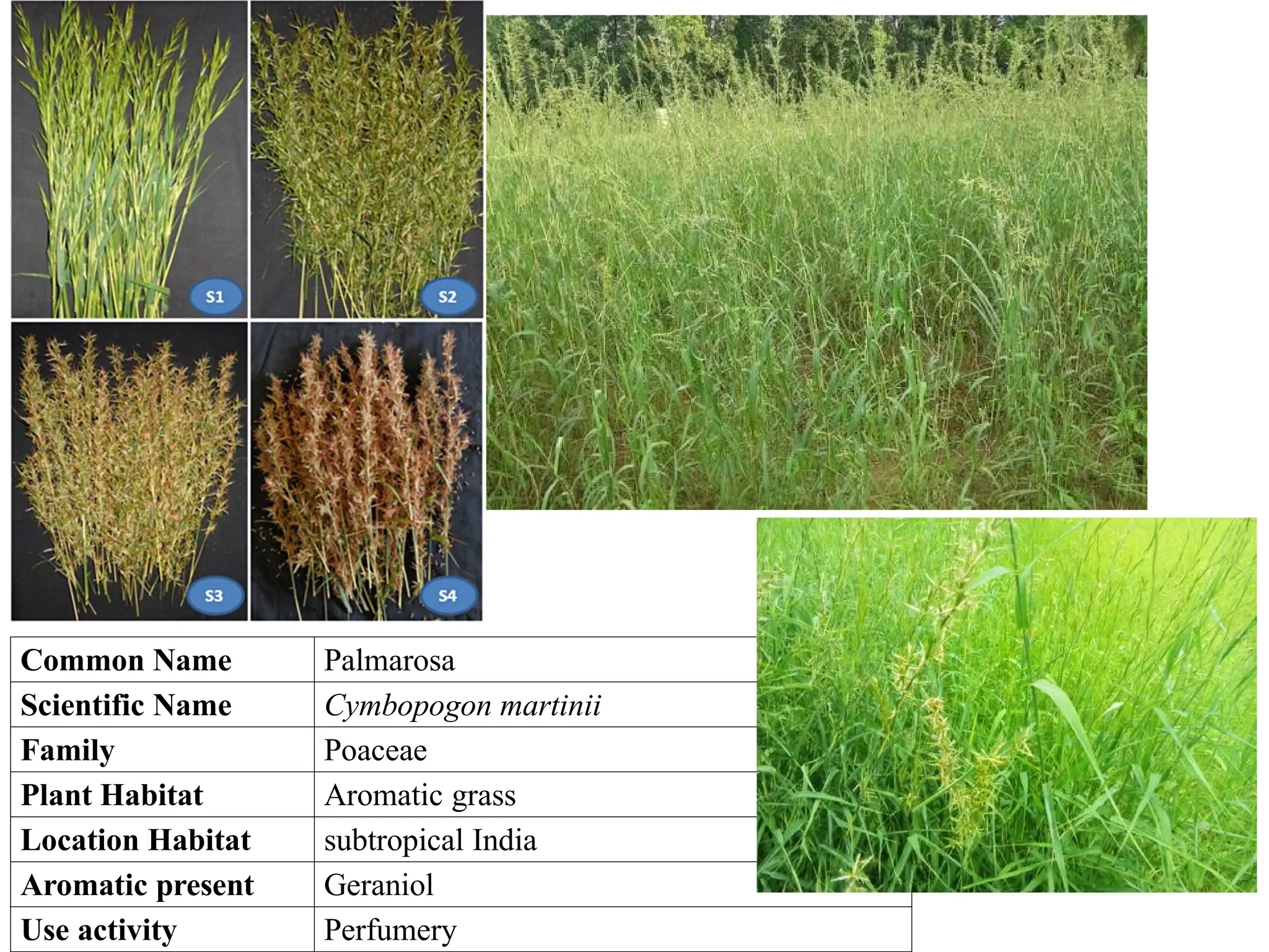 Identification and description of aromatic plants | PPTX