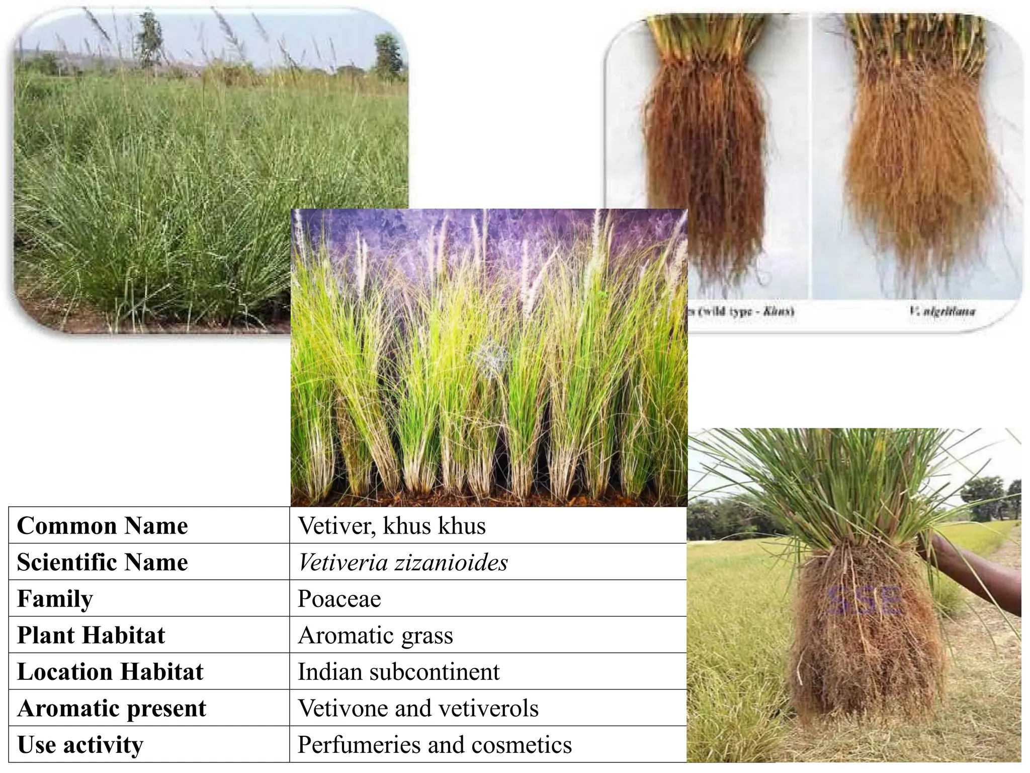 Identification and description of aromatic plants | PPTX